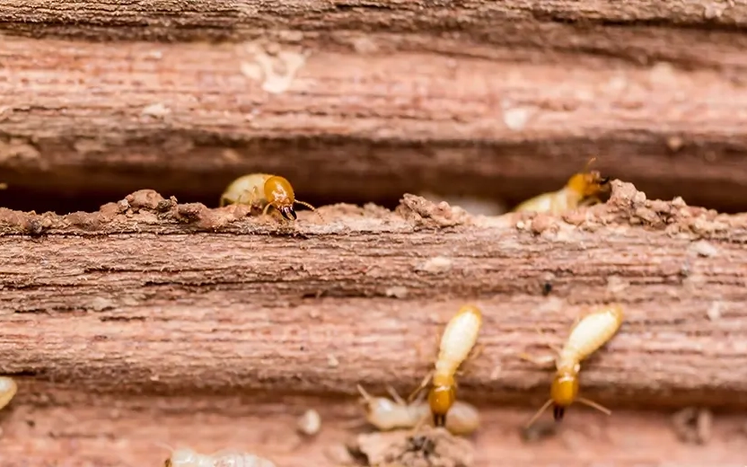 Termite Infestation? Here's What to Do in Your Home | JEM Pest Solutions